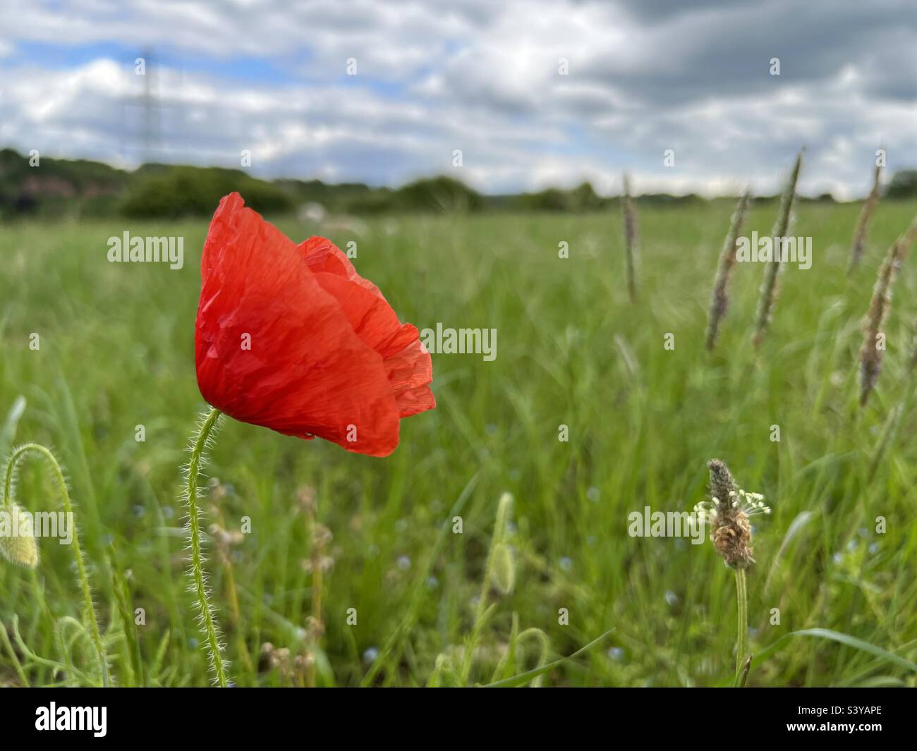 Lest we forget lest we forget hi-res stock photography and images - Alamy