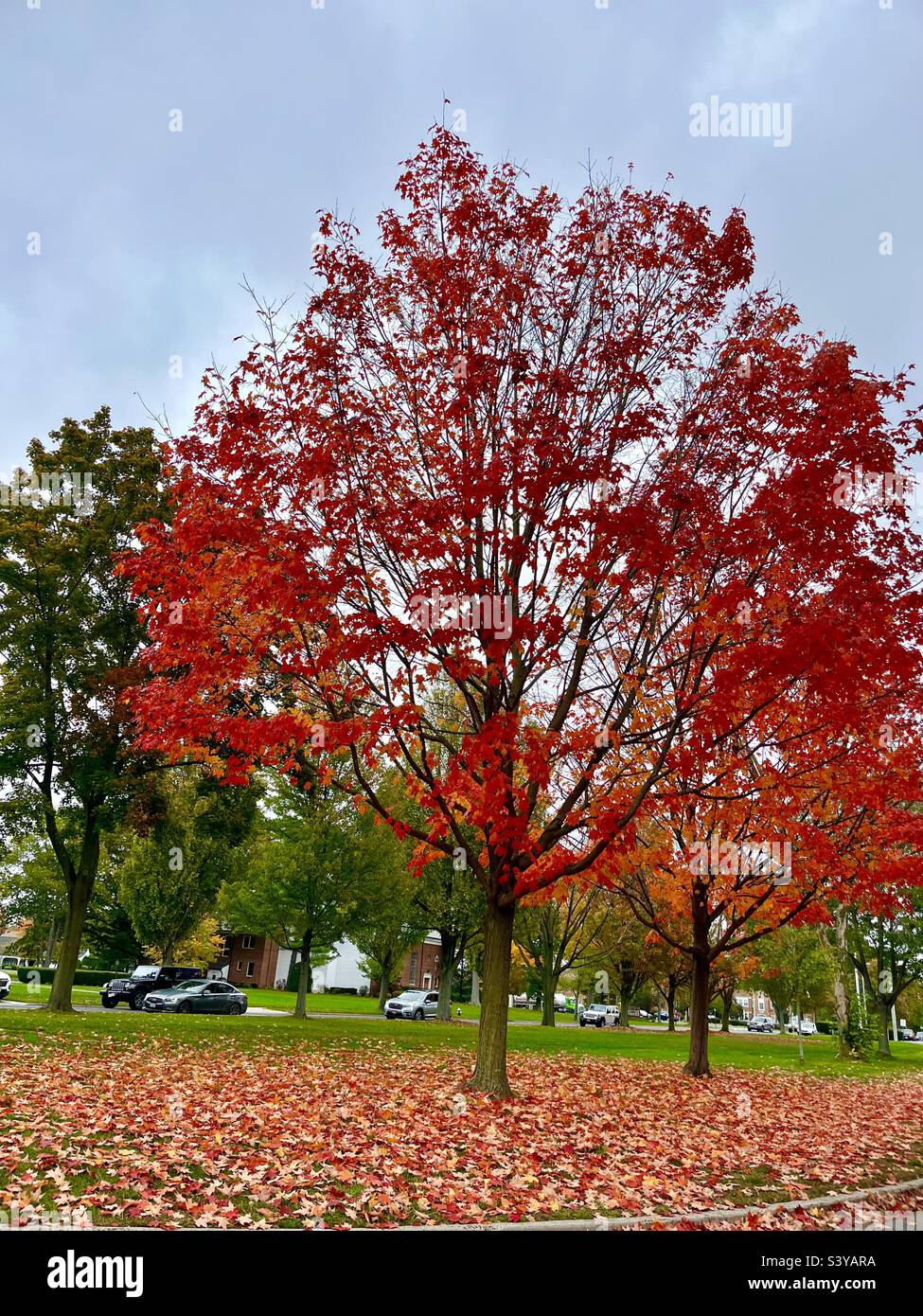 Red leaves trees by the street Stock Photo - Alamy