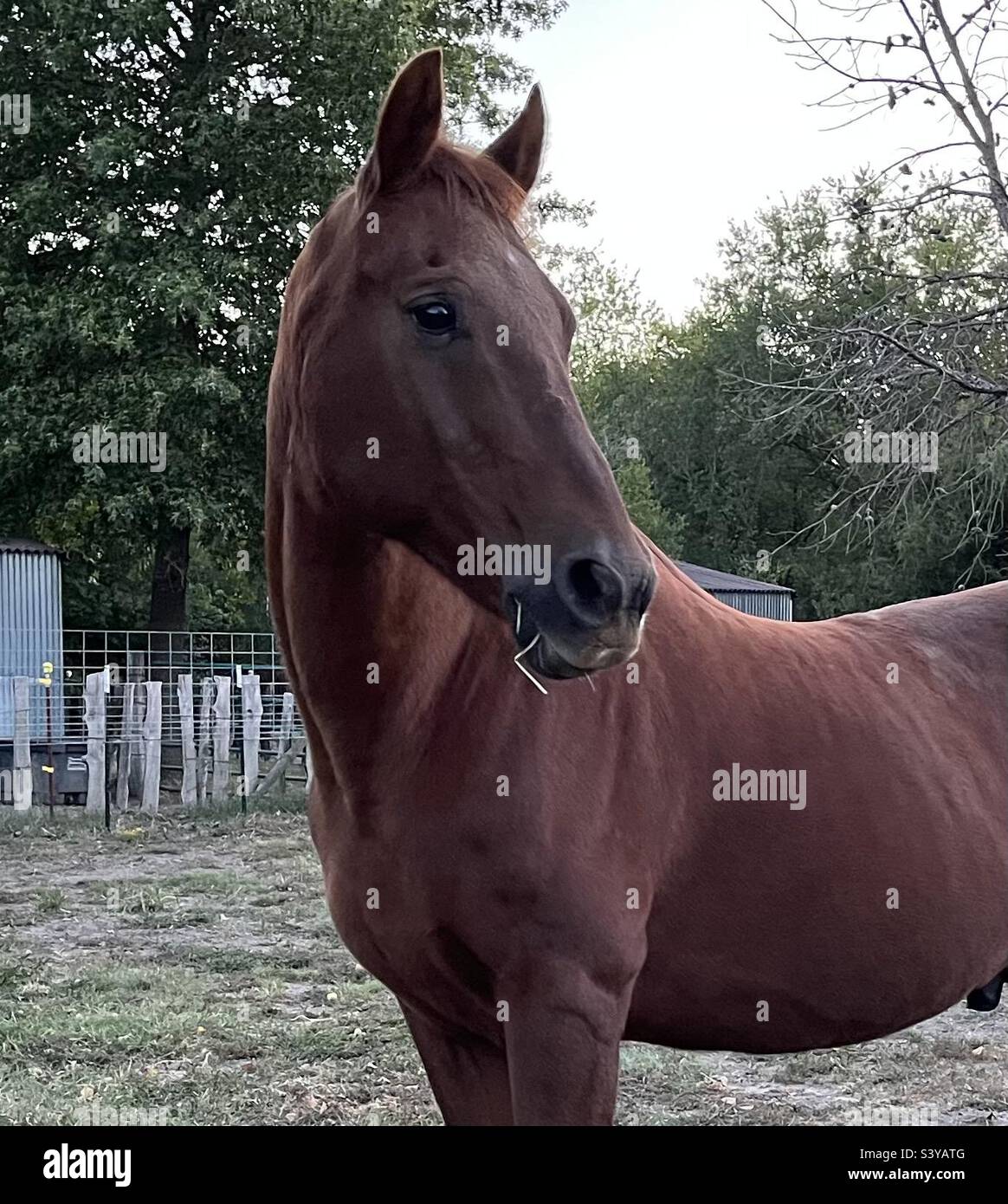 The sorrel horse hi-res stock photography and images - Alamy
