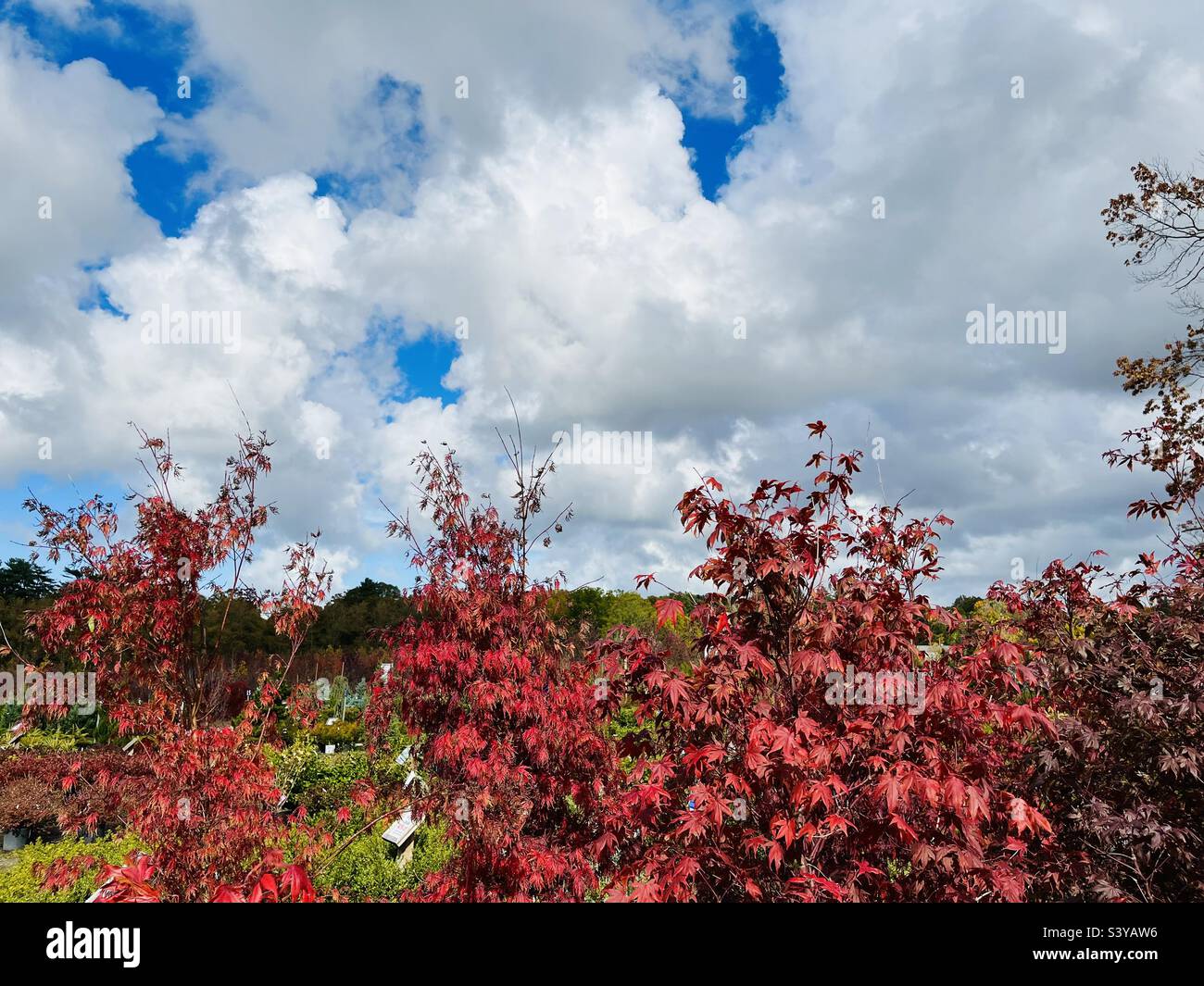 Japanese maple trees with Fall sky Stock Photo - Alamy