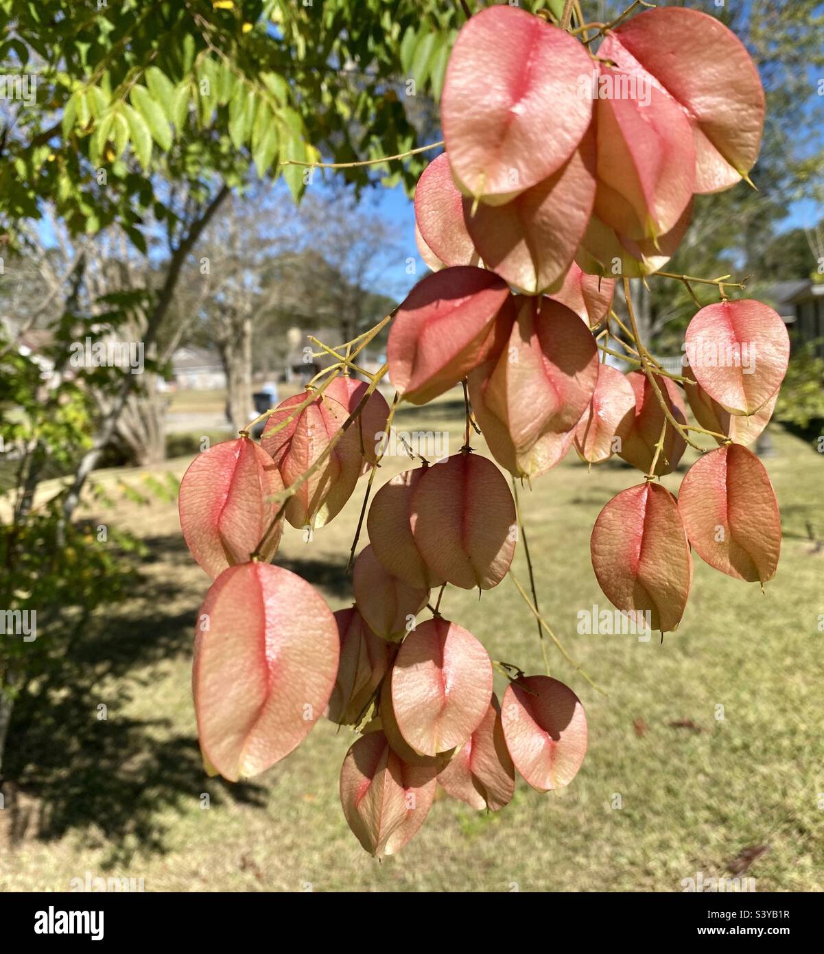 Golden pods hi-res stock photography and images - Alamy