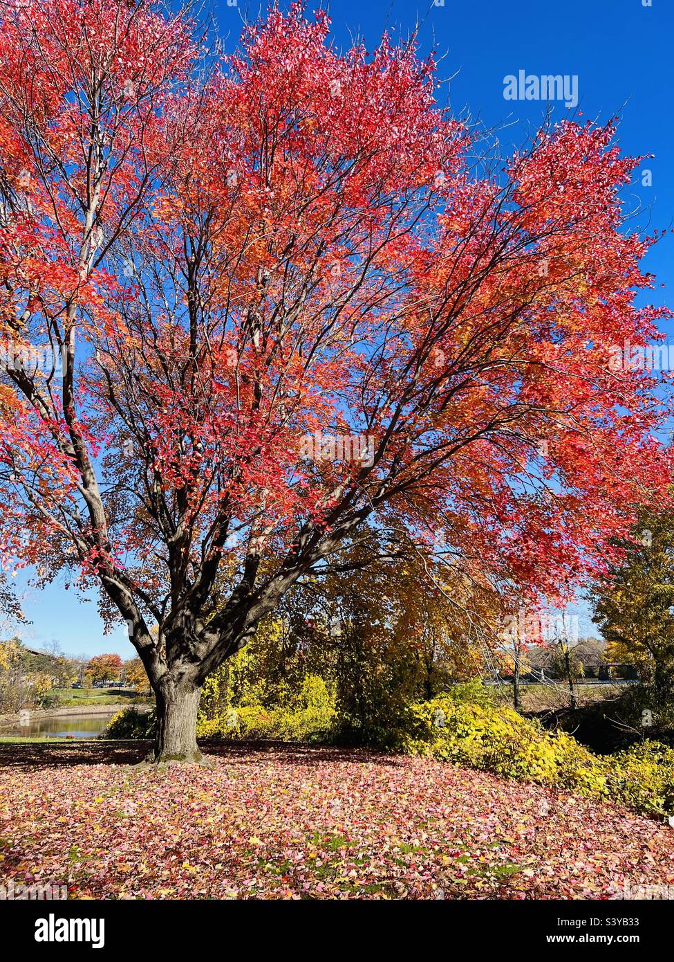 Tree in park Stock Photo - Alamy