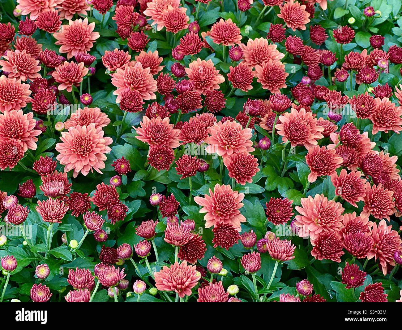Chrysanthemums flowers mums plants hi-res stock photography and images ...
