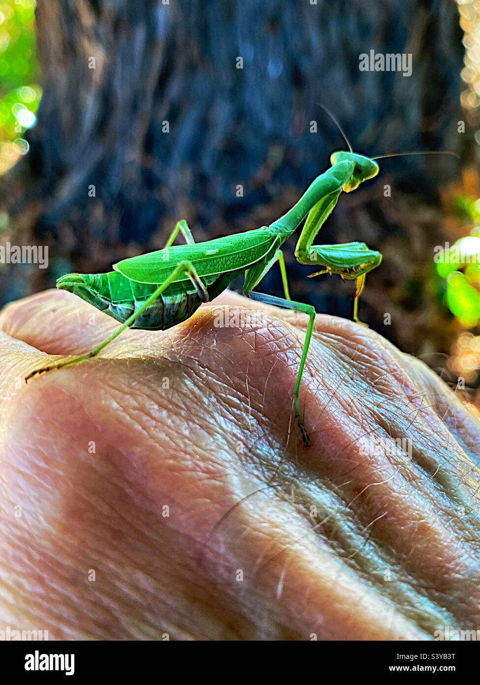 Praying mantis on the back of a man’s hand Stock Photo - Alamy