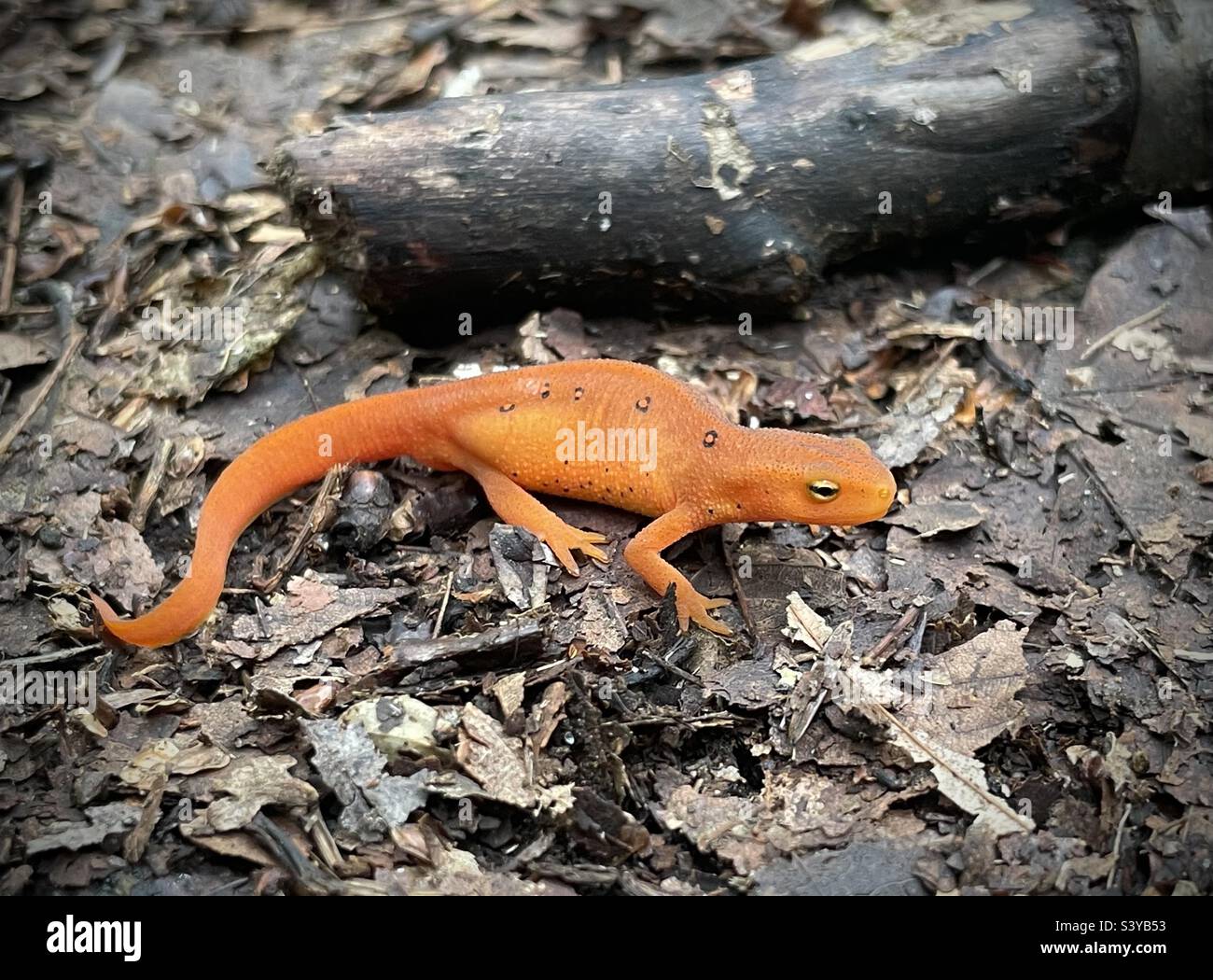 Orange Salamanders
