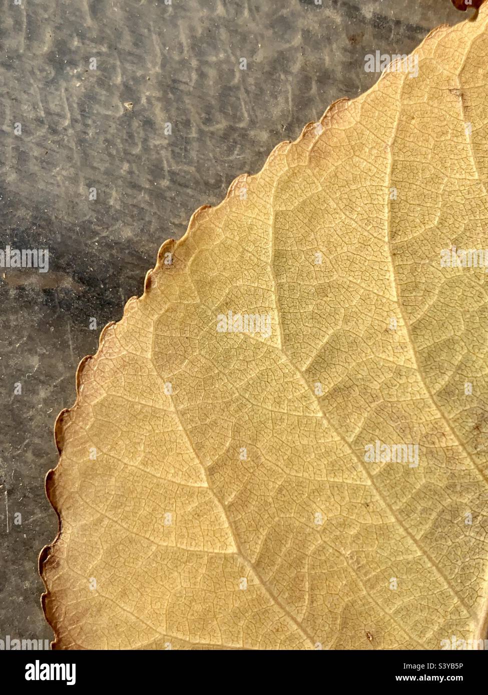 Browning edges hi-res stock photography and images - Alamy