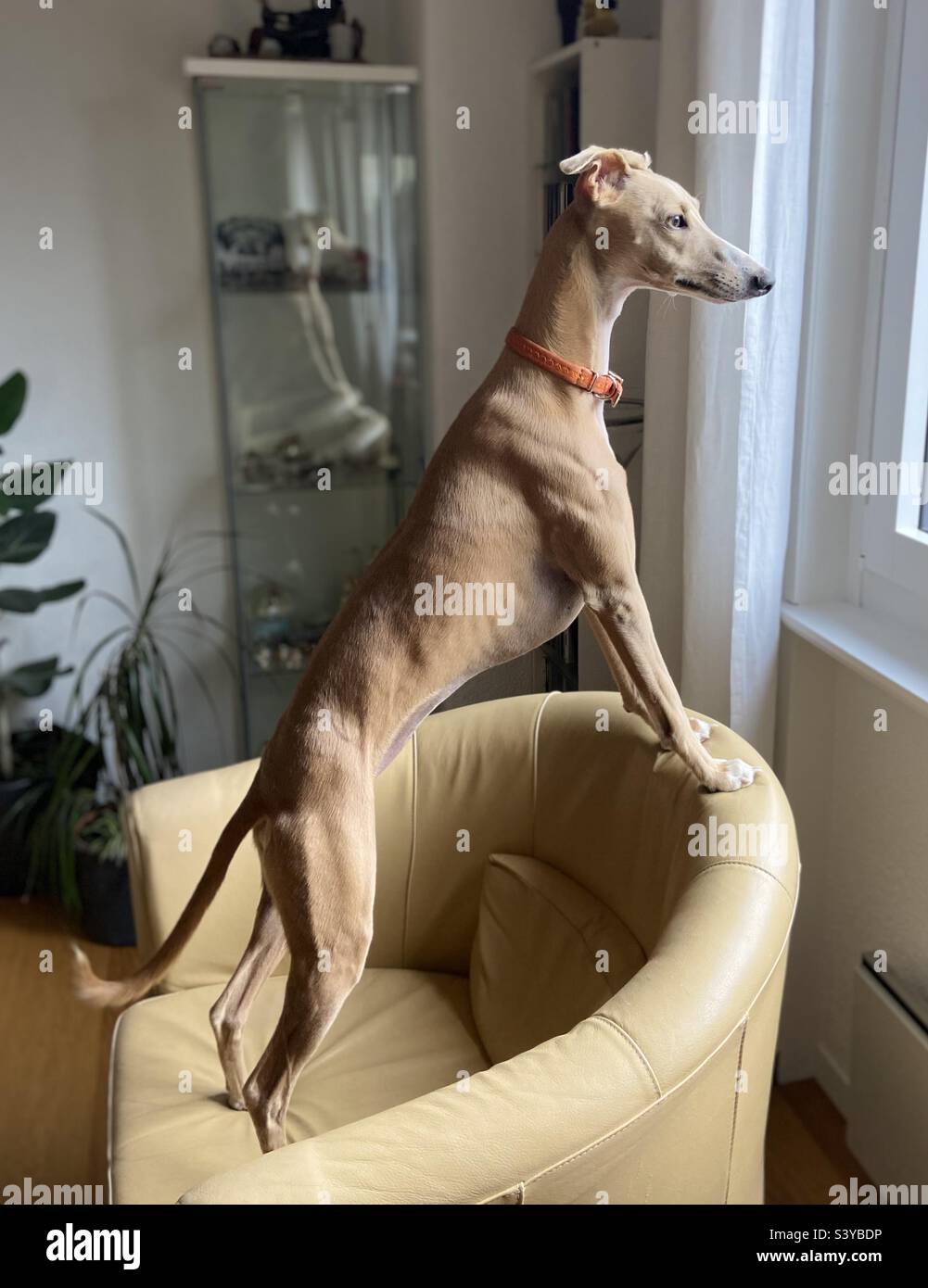 Whippet on chair hi-res stock photography and images - Alamy