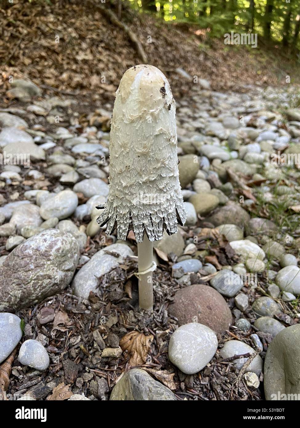 Ink cap mushroom hi-res stock photography and images - Alamy