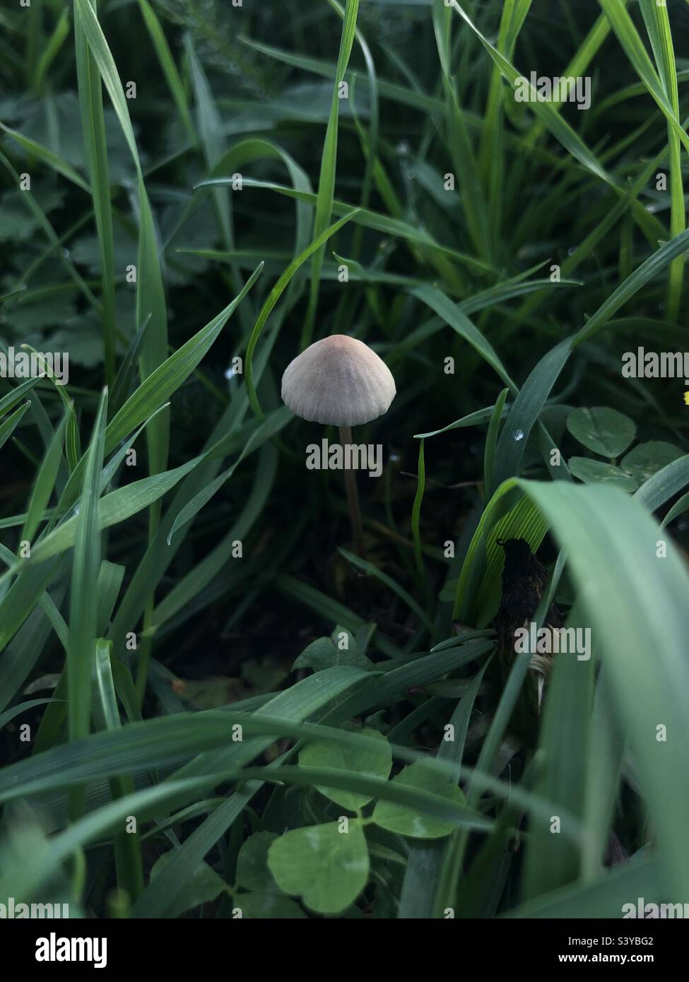 Single mushroom growing among green grass Stock Photo - Alamy