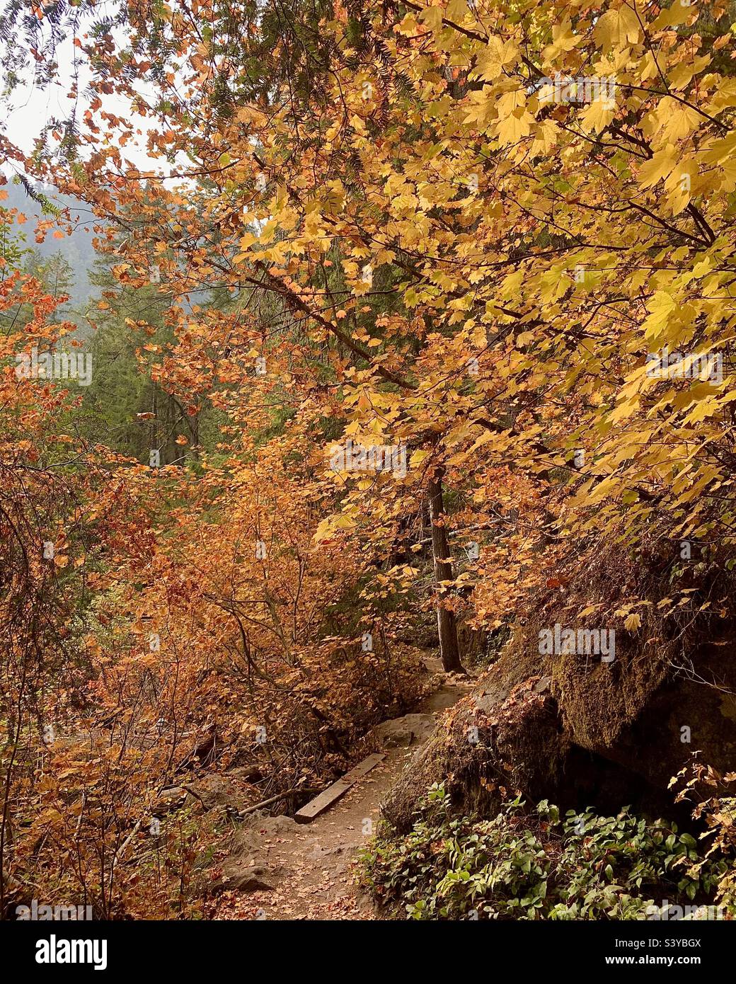 Fall leaves changing colors hi-res stock photography and images - Alamy