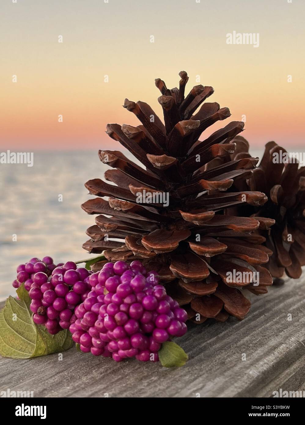 Pine cones and beauty berries with sunset sky background Stock Photo ...