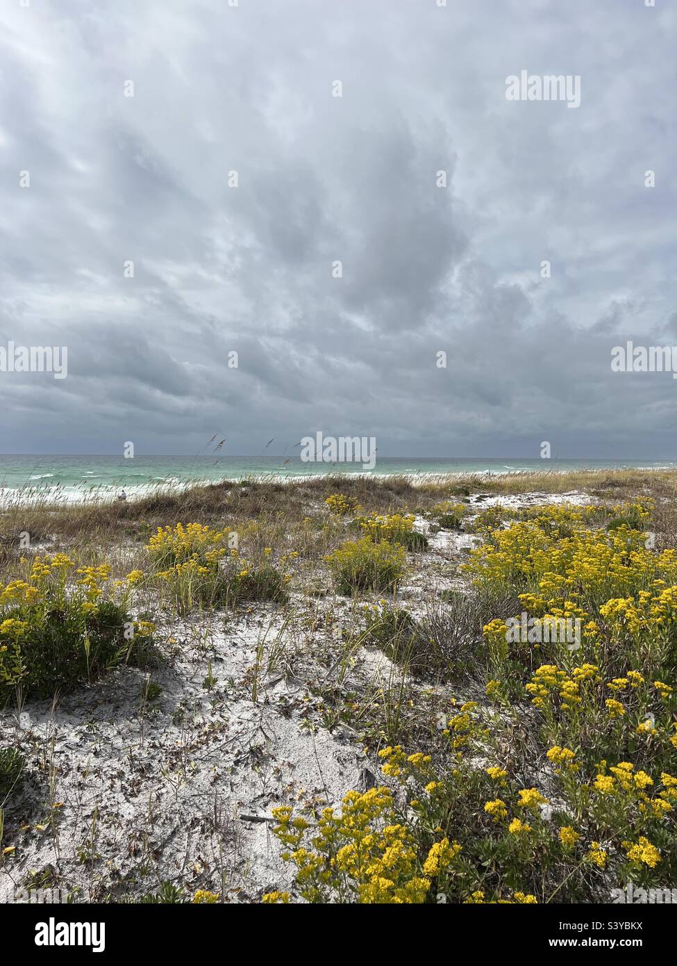 Autumn white sand dunes Henderson Beach State Park Florida Stock Photo ...