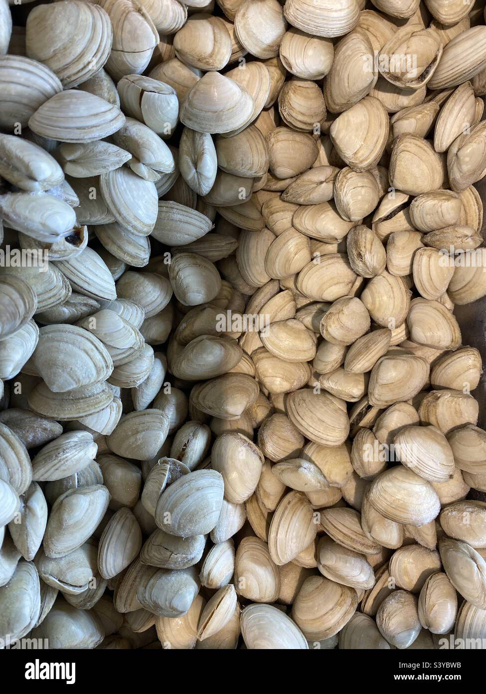 Shell fish ready for the pot Stock Photo - Alamy