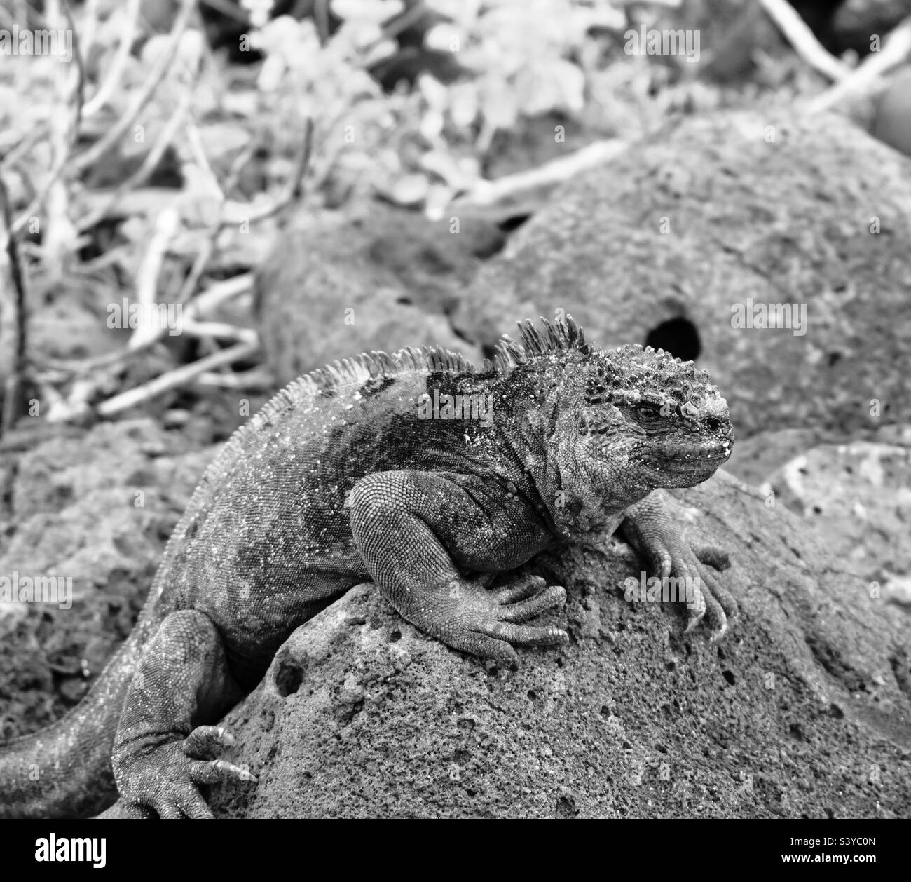 Hiding iguana hi-res stock photography and images - Alamy