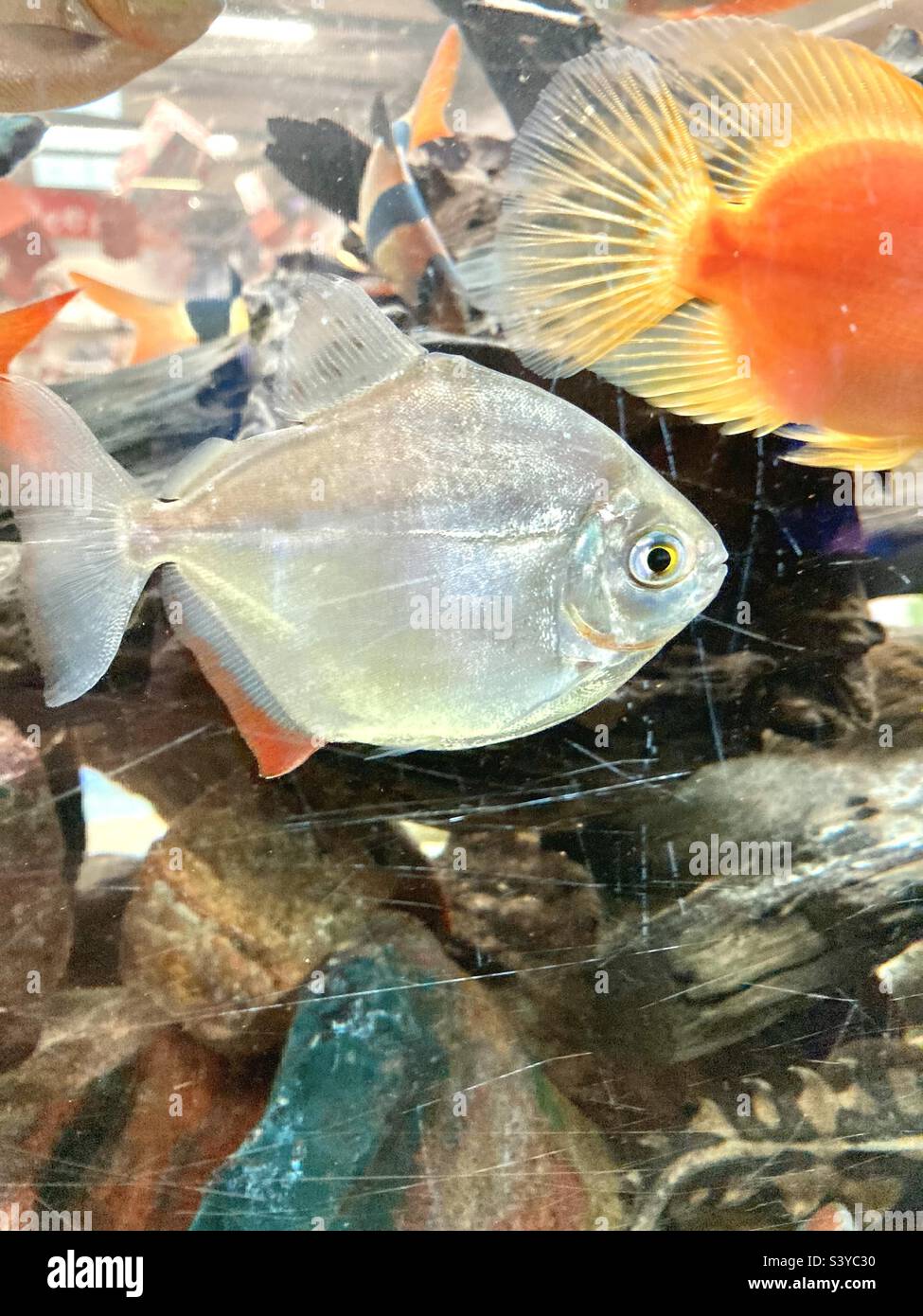 Fish in an aquarium Stock Photo - Alamy