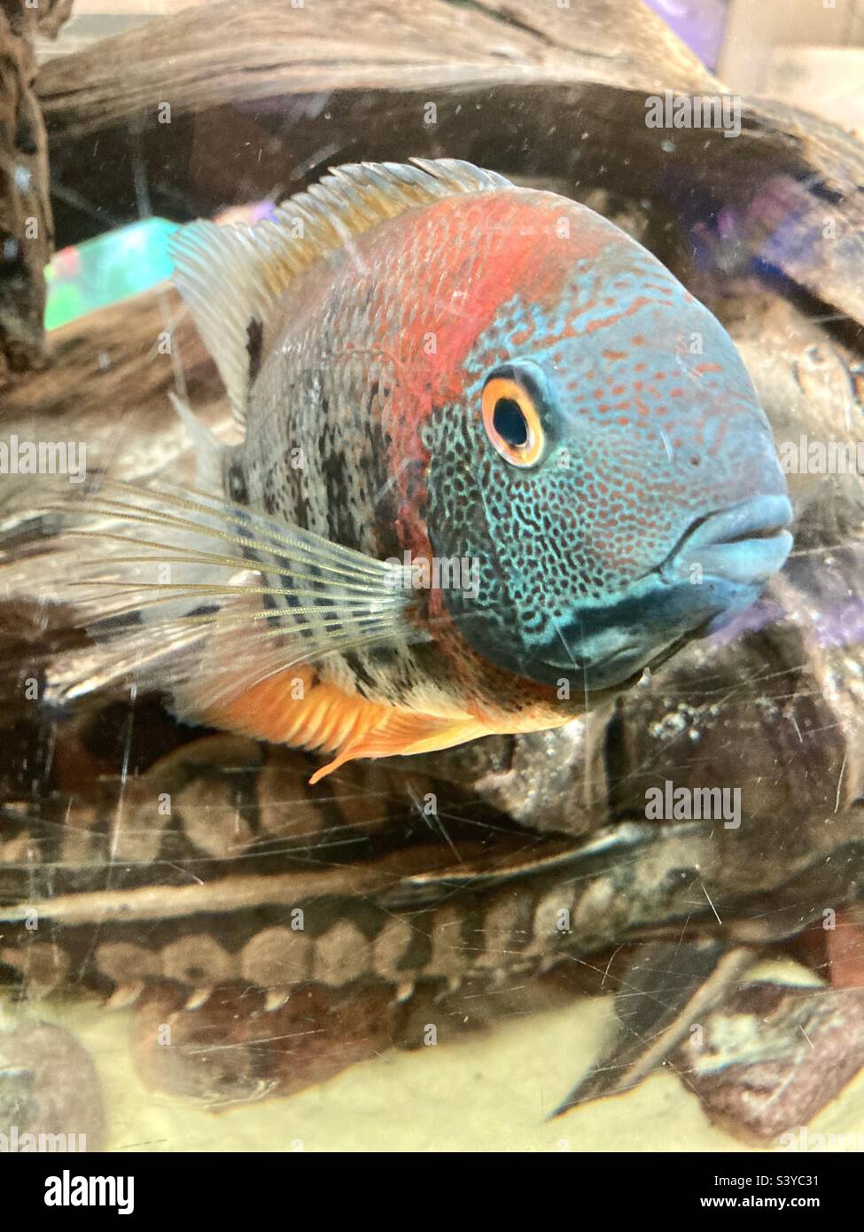 Tropical fish aquarium hi-res stock photography and images - Alamy