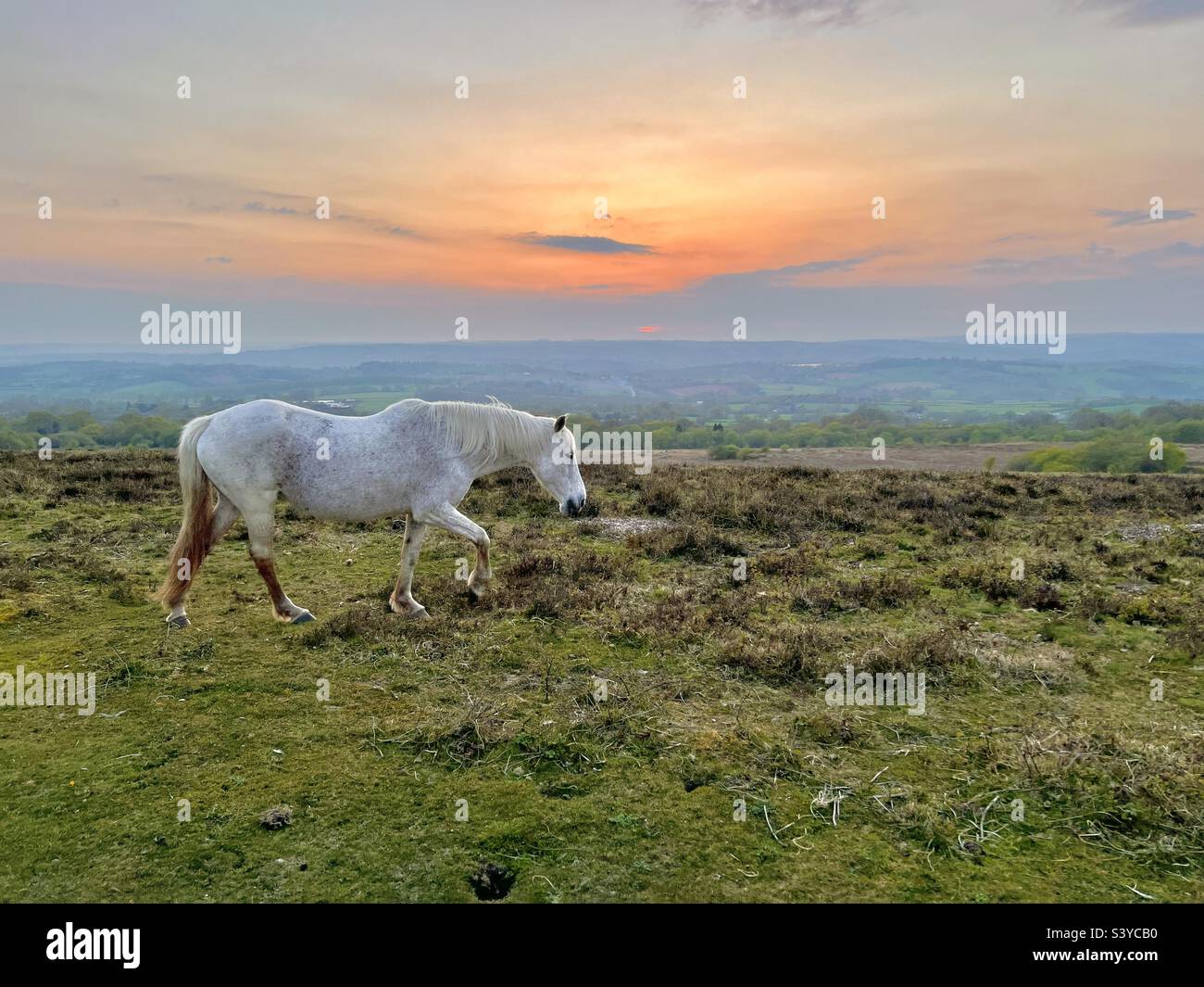 Shadowfax horse hi-res stock photography and images - Alamy