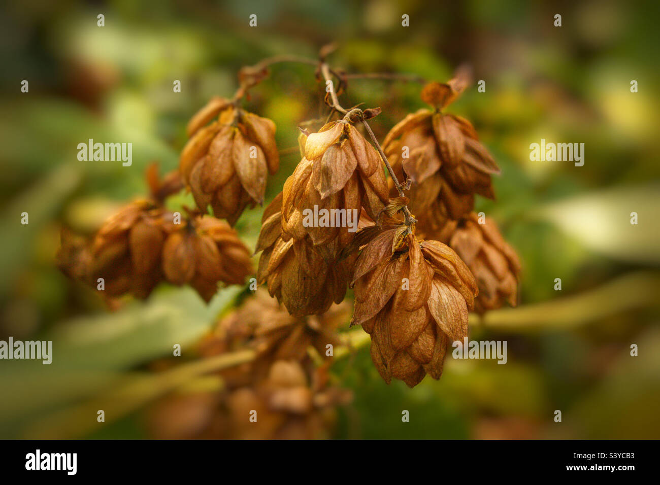 Dried out hops Stock Photo - Alamy