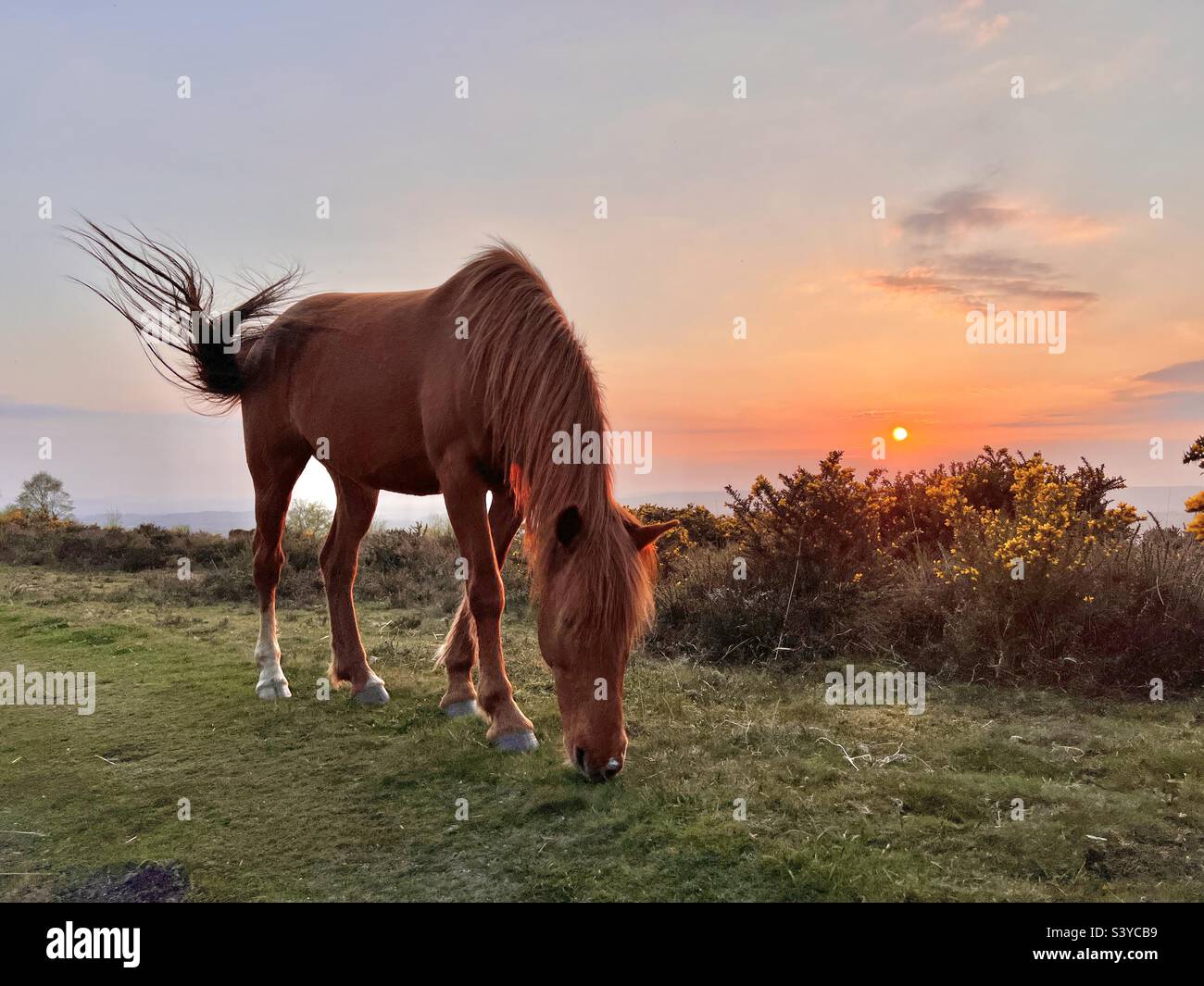 Pony tail hi-res stock photography and images - Alamy