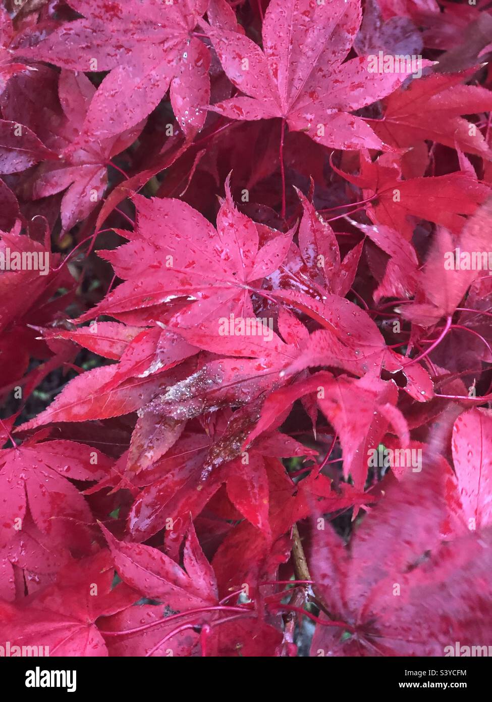 Colours of tree hi-res stock photography and images - Alamy