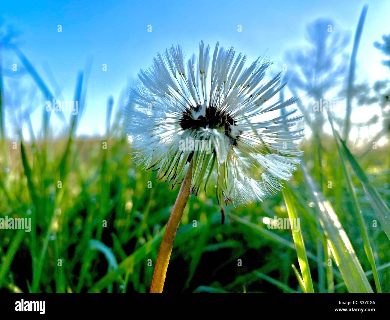 Blowing weeds hi-res stock photography and images - Alamy