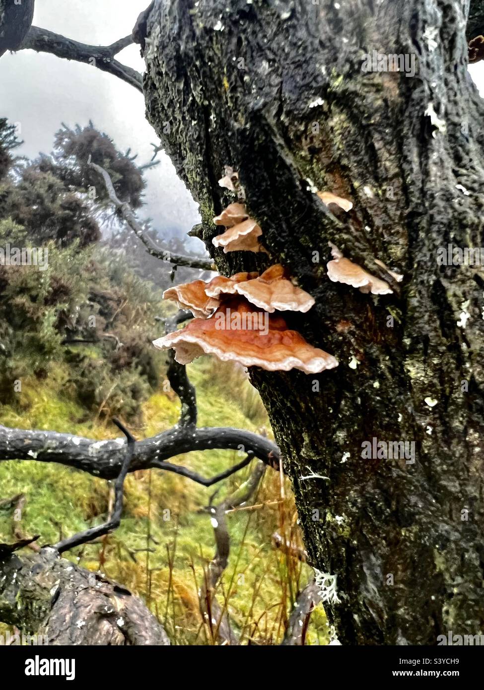 Fungus growing on tree bark hi-res stock photography and images - Alamy
