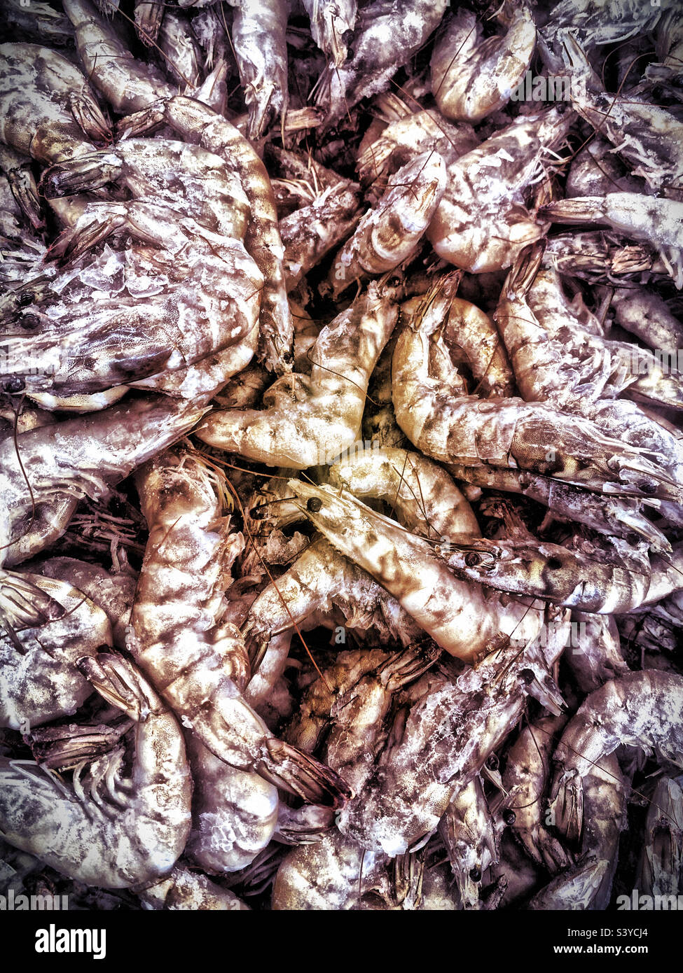 Prawns in colour Stock Photo - Alamy