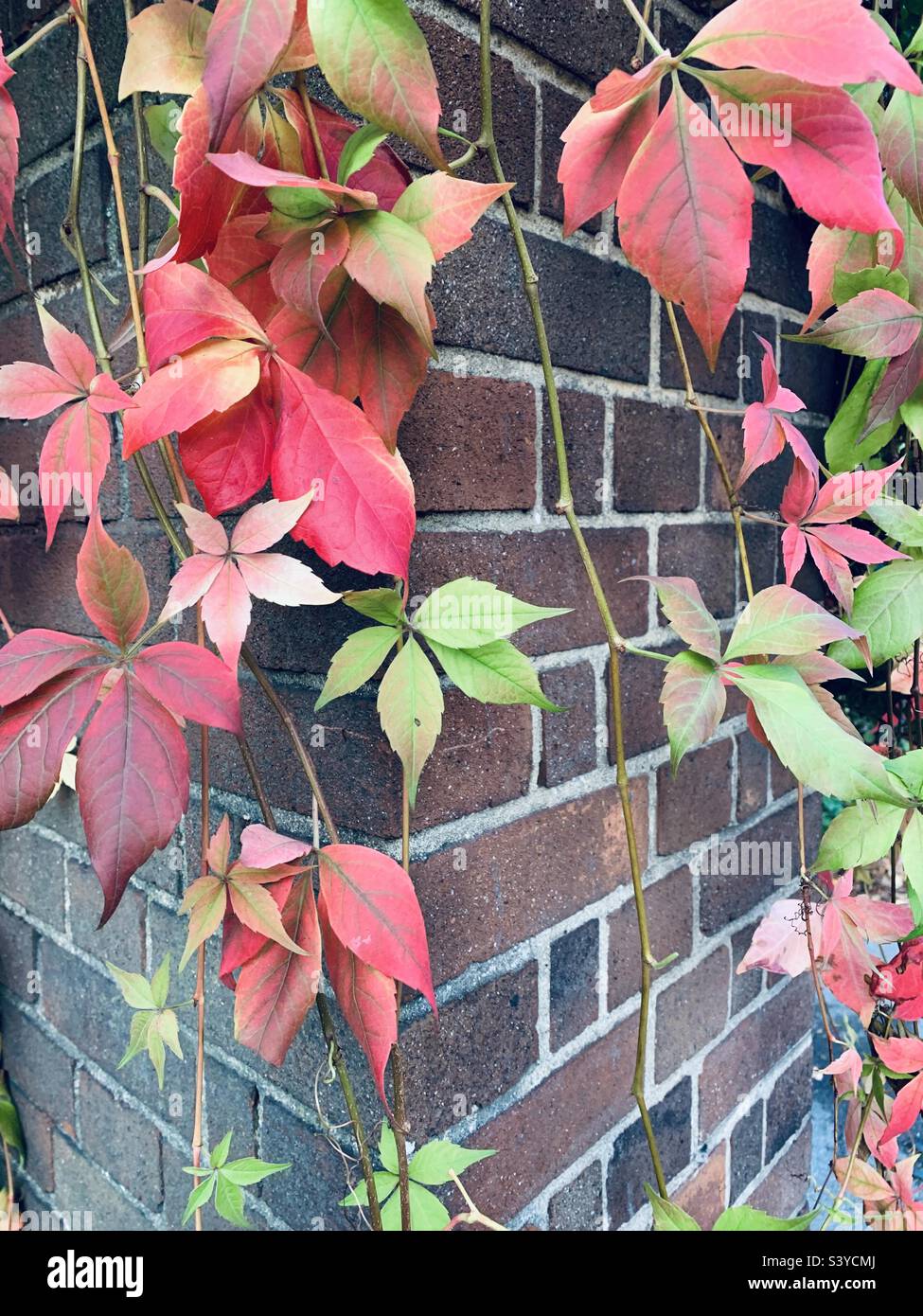 Brick wall with leaves hi-res stock photography and images - Alamy