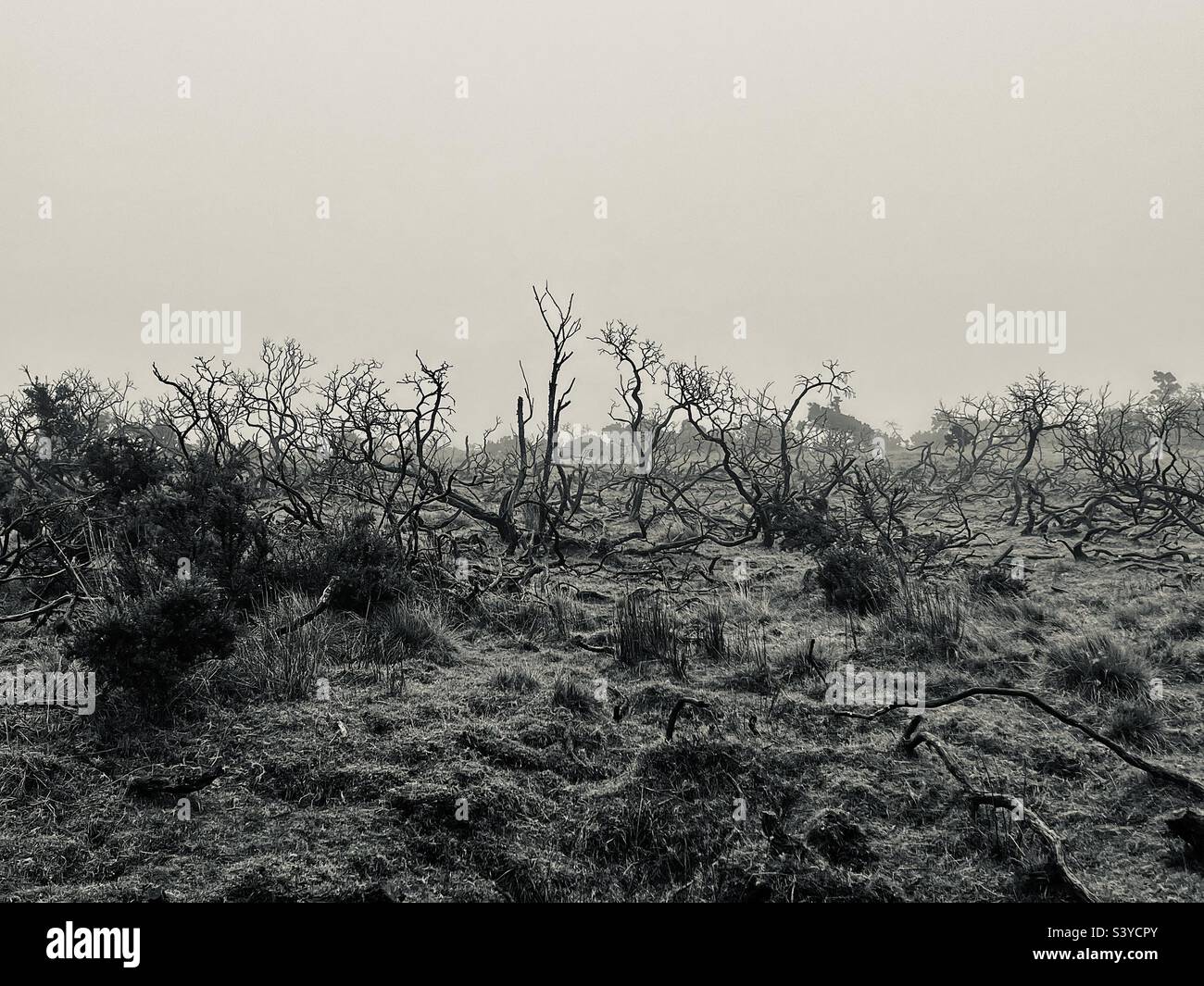 Spooky and scary trees in the winter mist in Whistman’s wood high ...