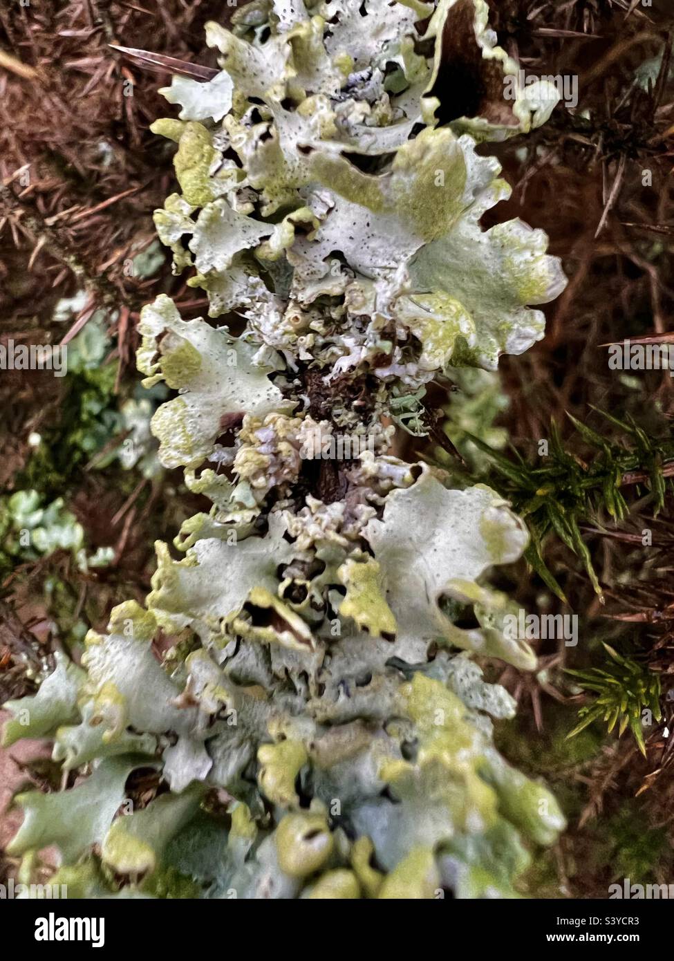 Lichen close hi-res stock photography and images - Alamy