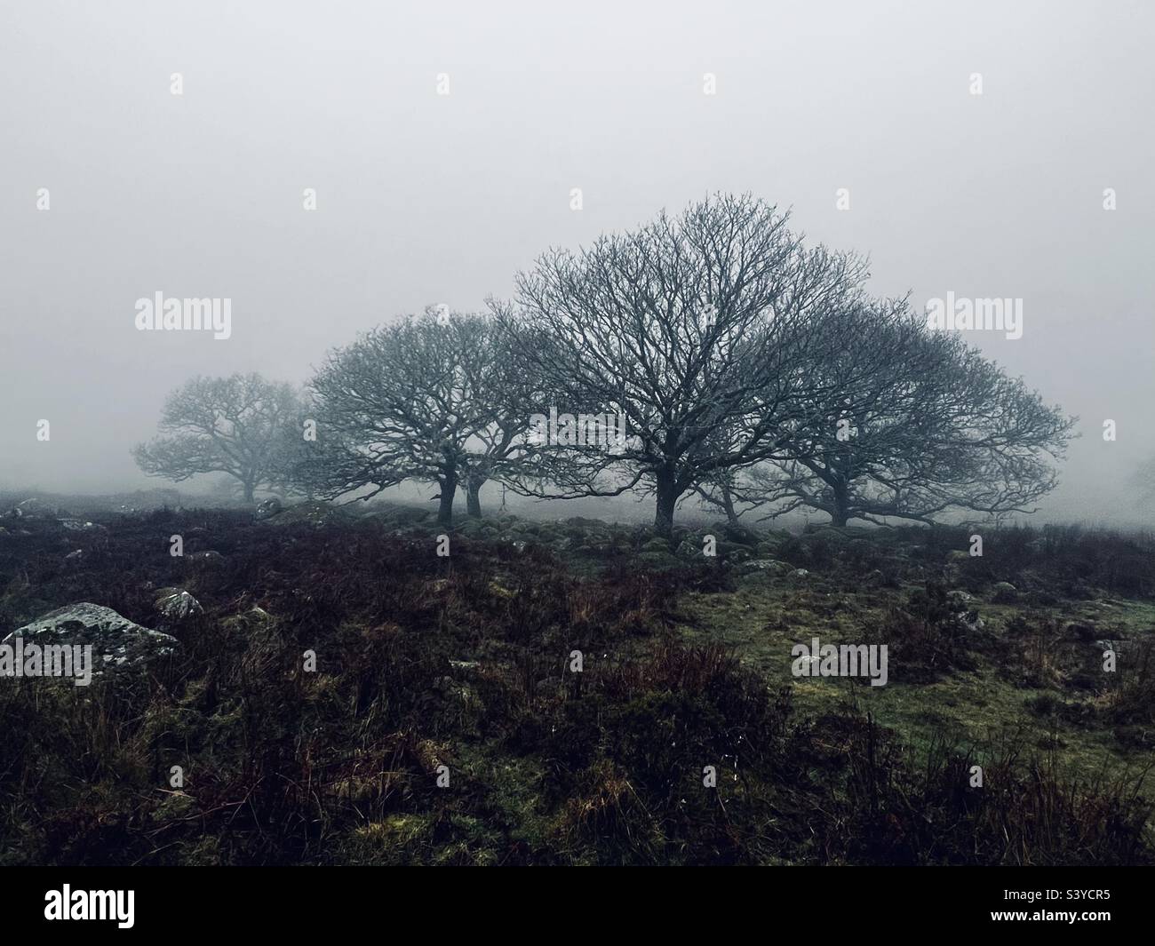 Scary tree hi-res stock photography and images - Alamy