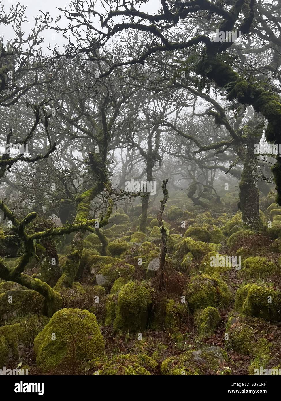 Spooky, scary, eerie and threatening scene of winter mist in Whistman’s ...