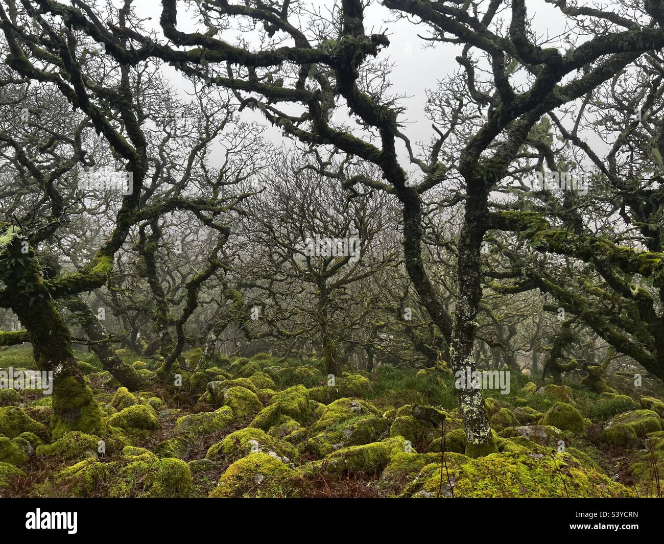 Scary and spooky misty woodland in Whistman’s Wood, Devon Dartmoor ...