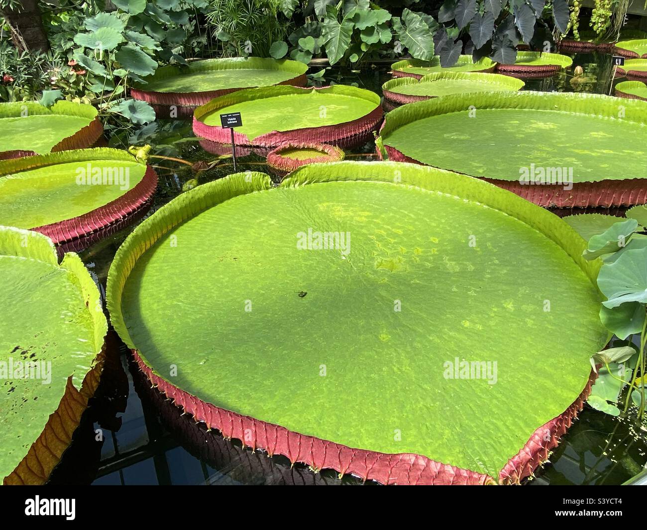Kew giant water lily hi-res stock photography and images - Alamy