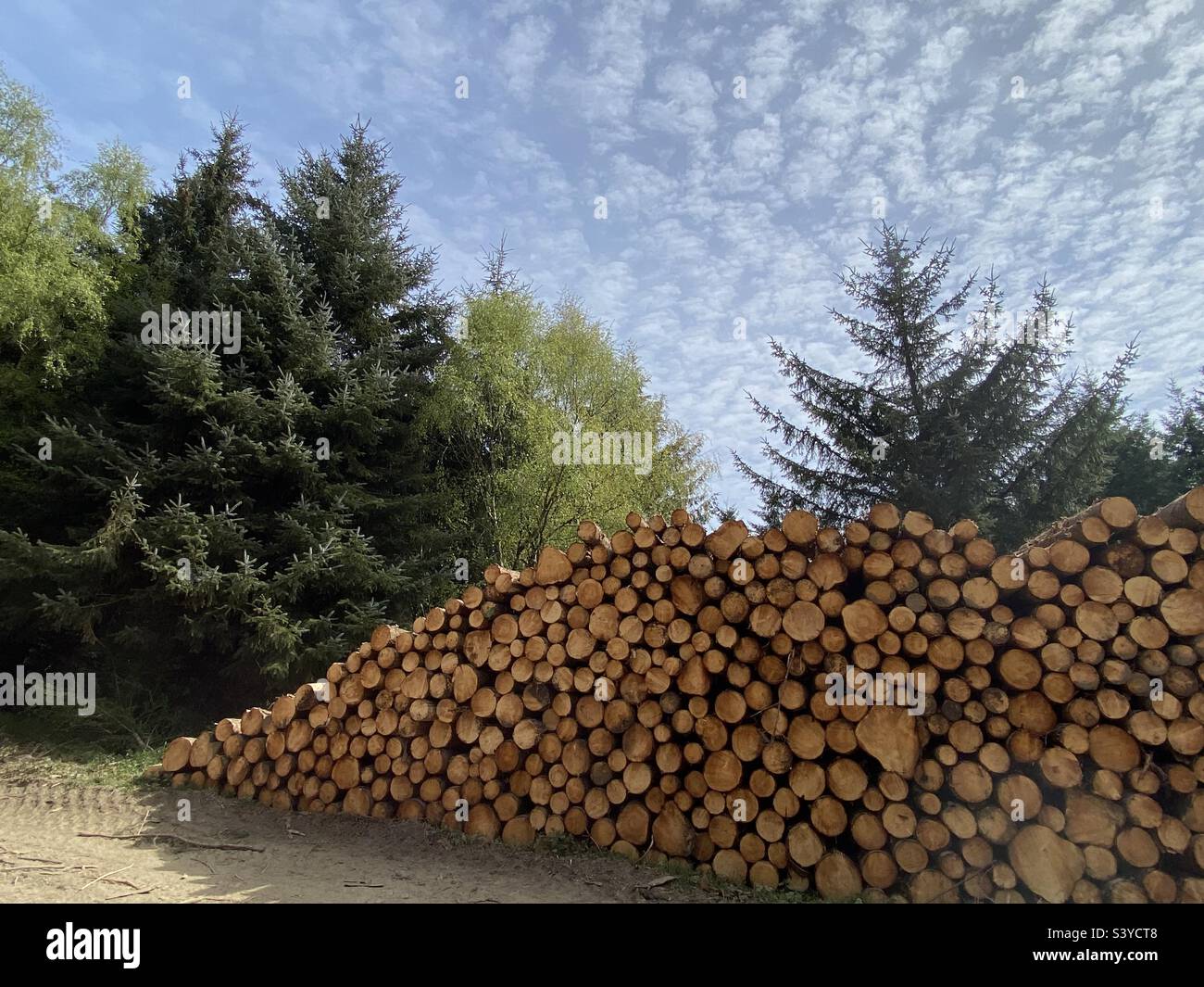 Forest, Beautiful Log Stack in the sunshine Stock Photo - Alamy