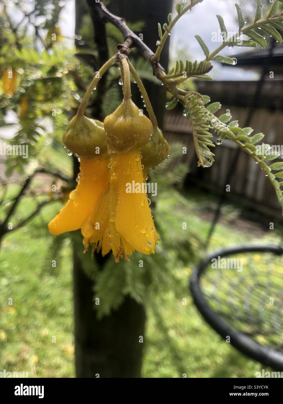 New Zealand yellow Kowhai tree flowers after a spring rain shower ...