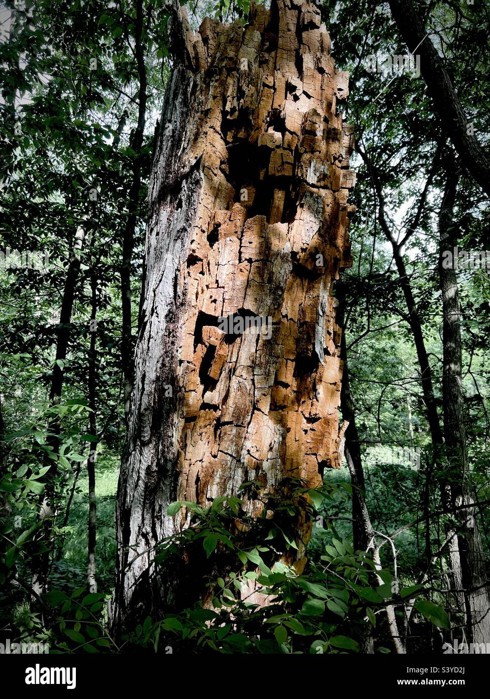 Hidden face tree hi-res stock photography and images - Alamy