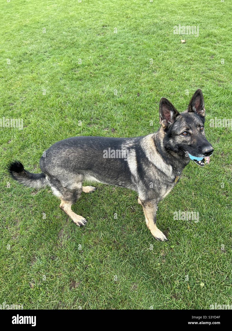 Black Sable German Shepherd Color Changes