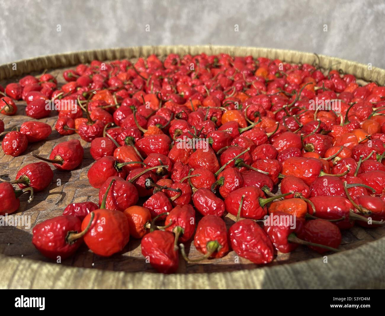 Round Hot Chilli Peppers, Dalle Khursani Stock Photo - Alamy