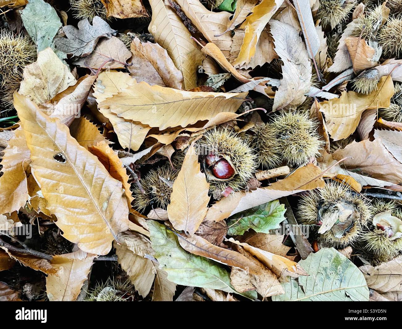 The epitome of Autumn. A pile of sweet chestnuts, empty shells and ...