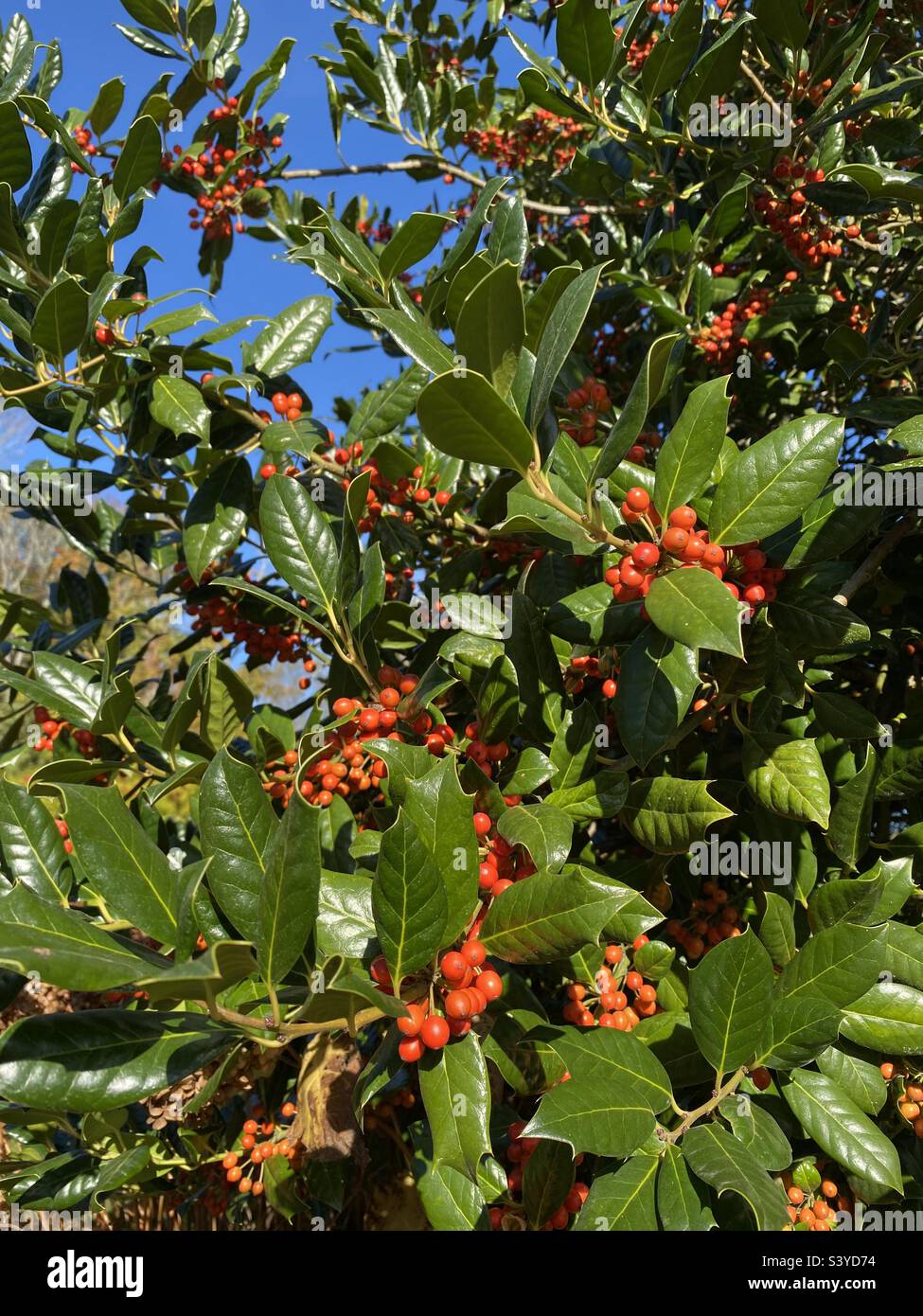 Chinese holly hi-res stock photography and images - Alamy