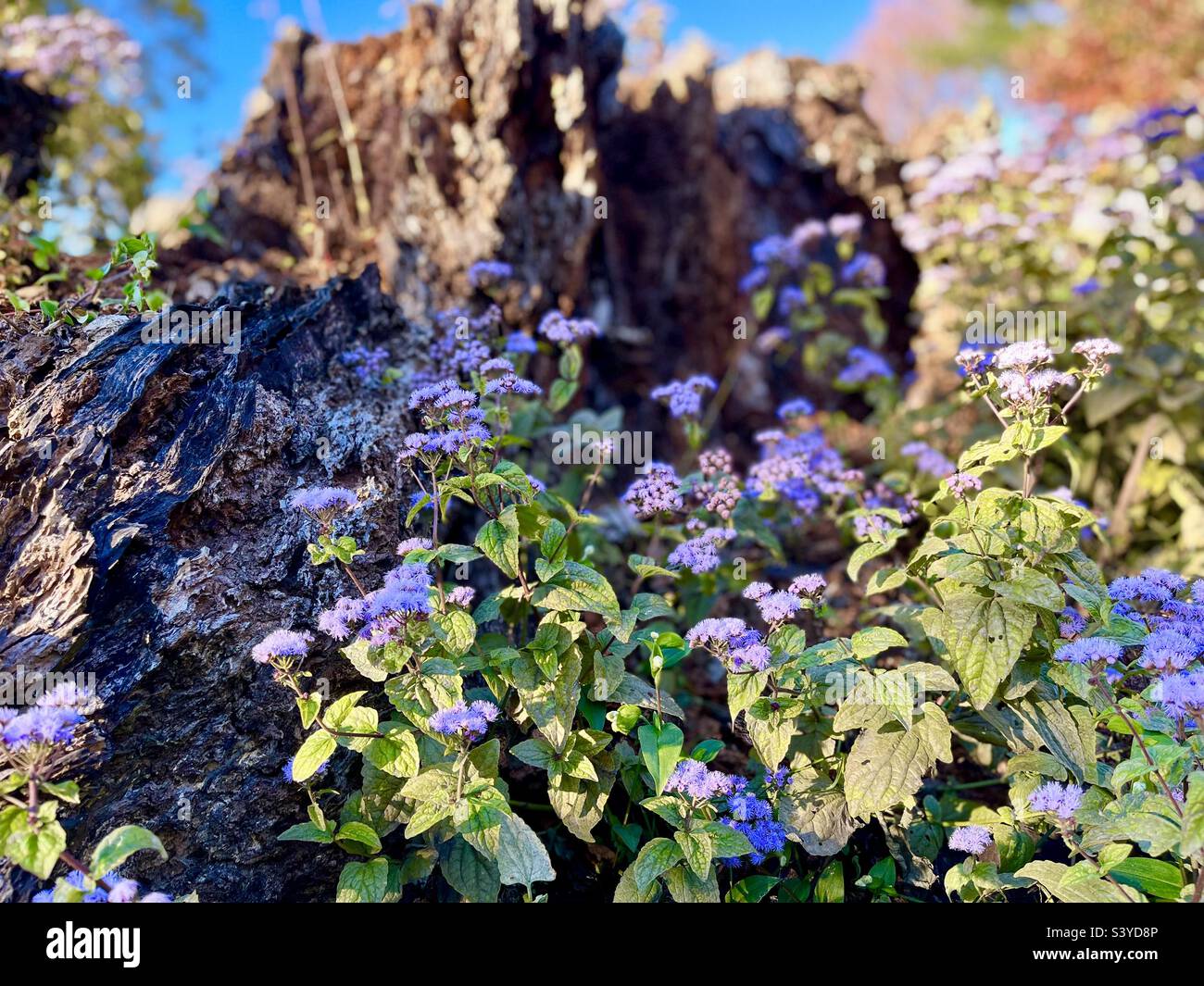 Weed on tree hi-res stock photography and images - Alamy