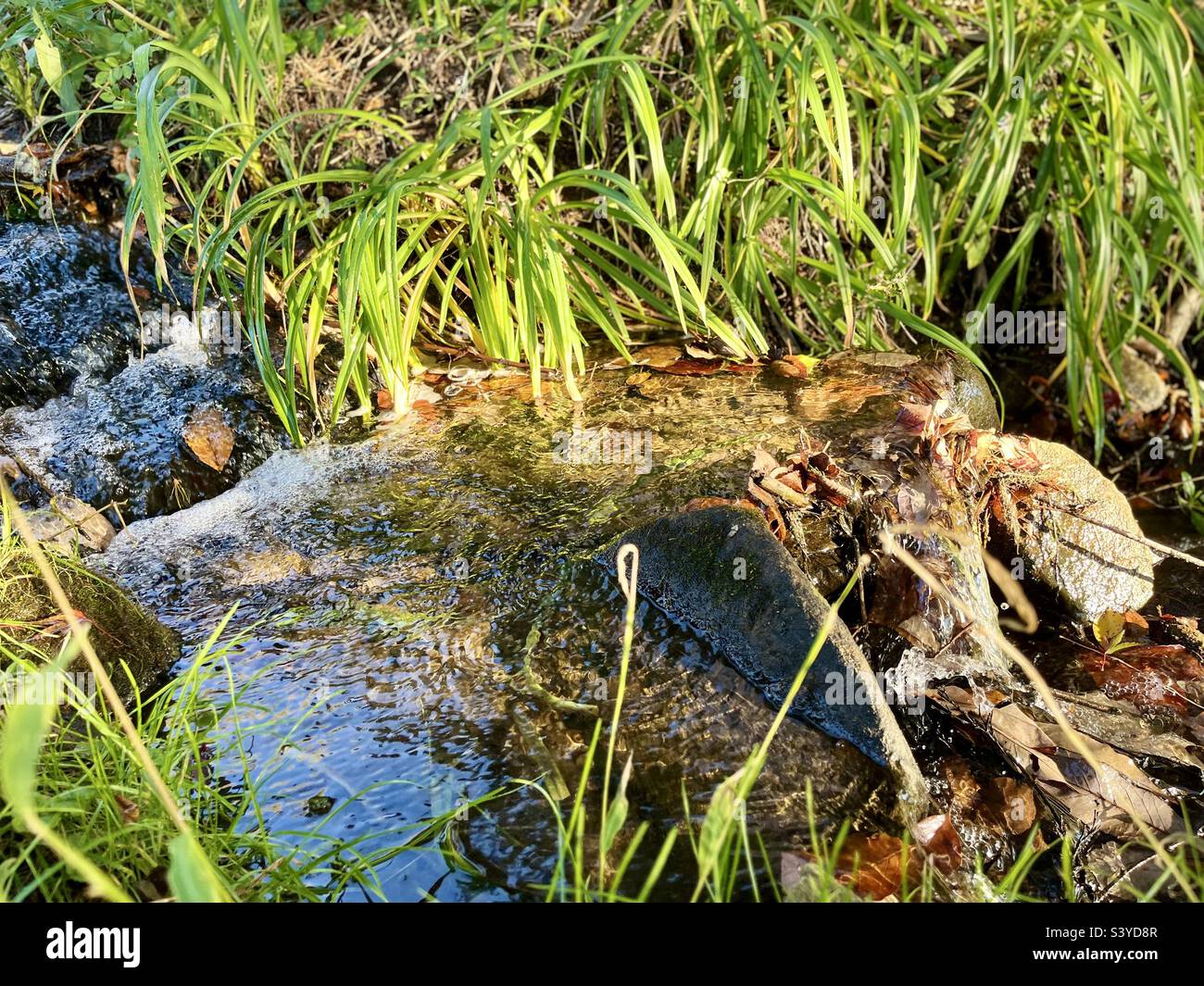 Water runs down a Creek in Autumn Stock Photo - Alamy