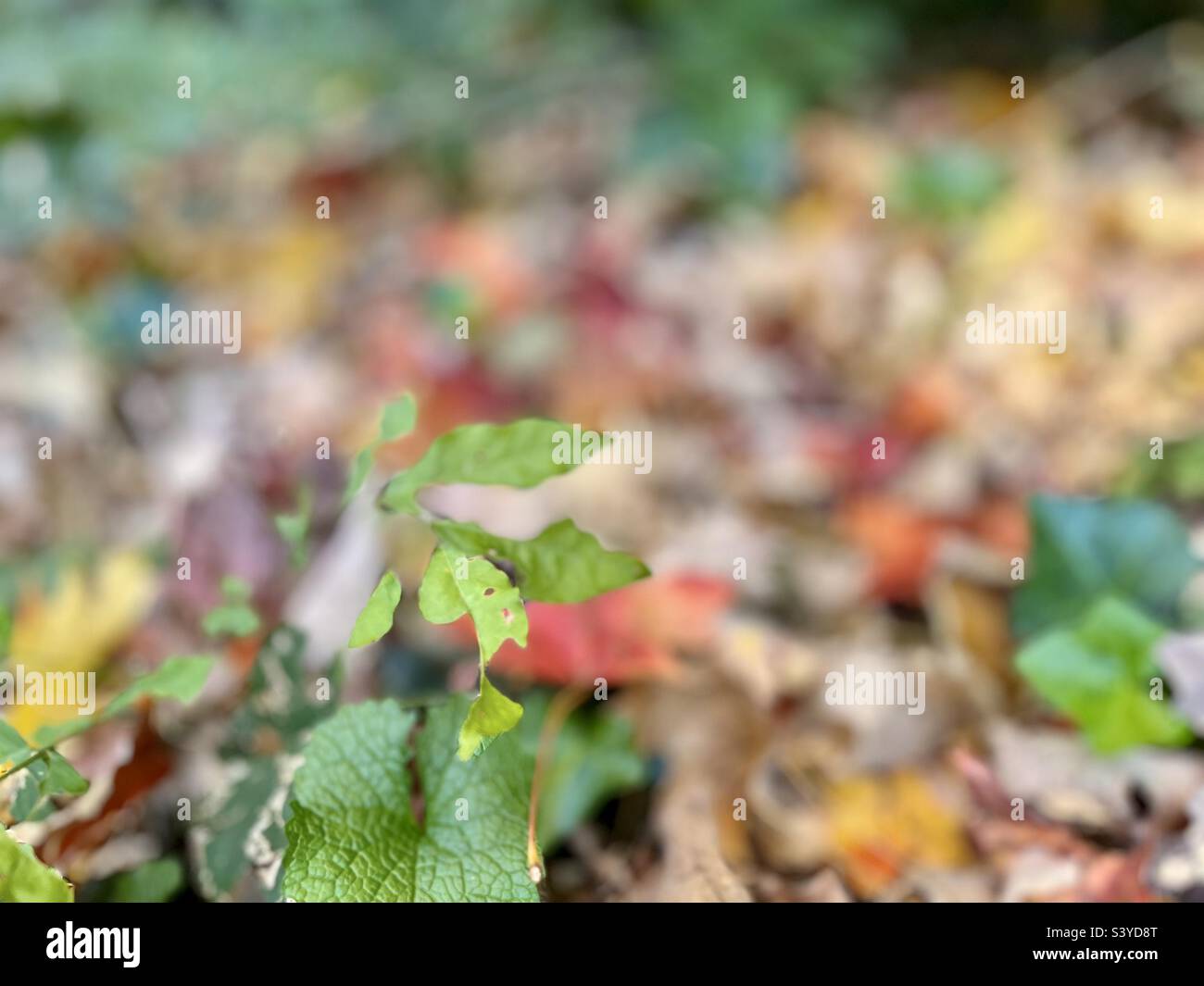 Green plants in foliage leaves backgrounds Stock Photo - Alamy