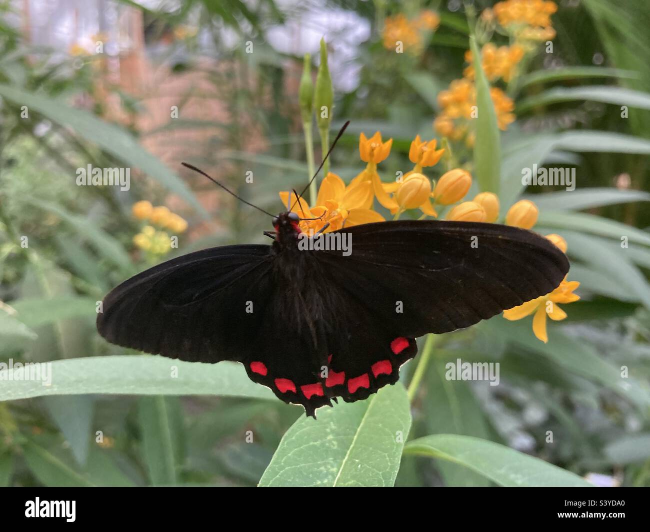 Montezumas cattleheart butterfly hi-res stock photography and images ...