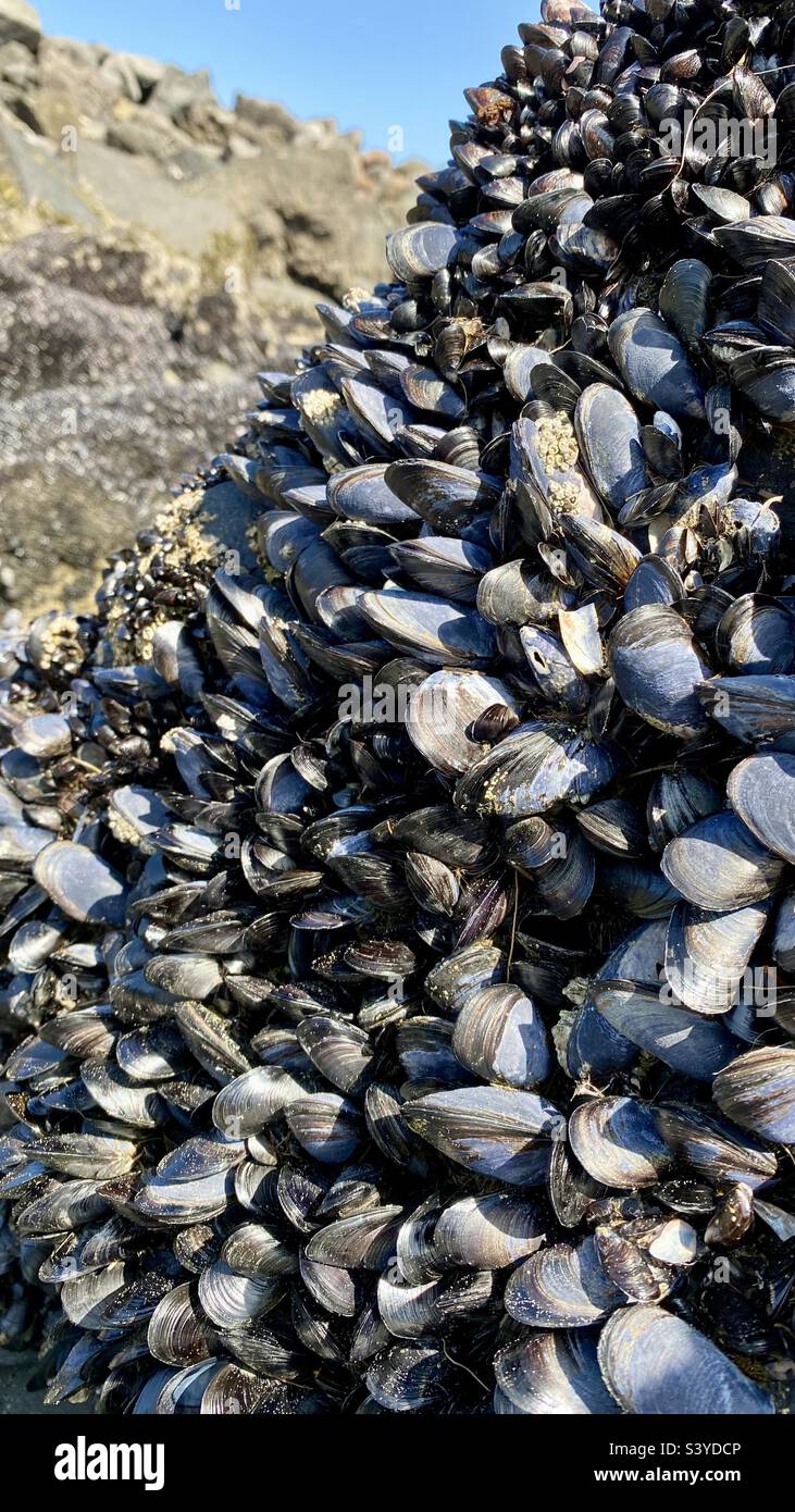 Green mussels new zealand hi-res stock photography and images - Alamy