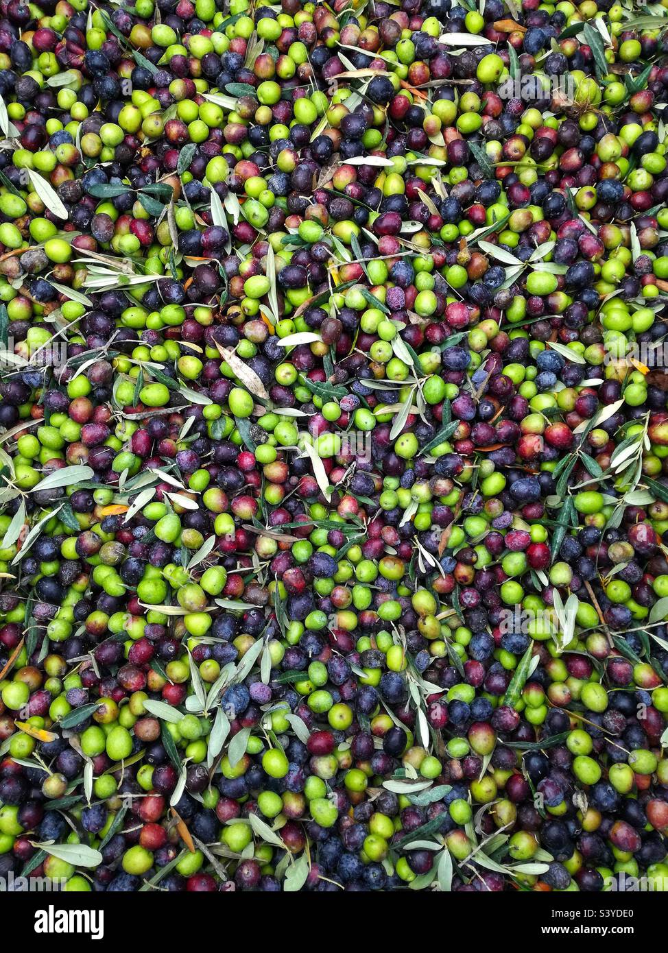 Olive fruits hi-res stock photography and images - Alamy