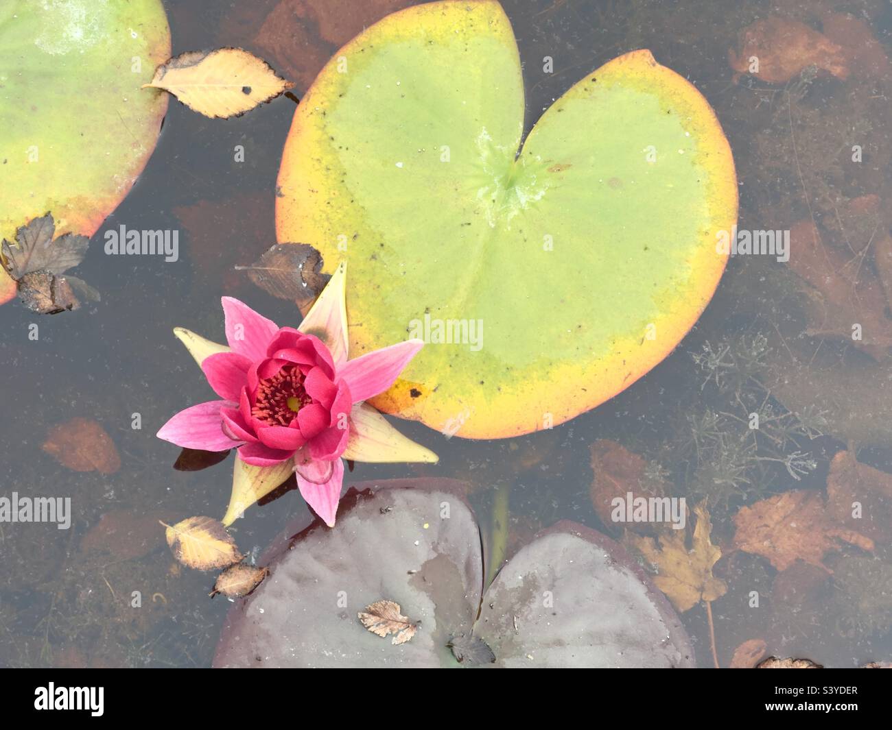 From water lily in water hi-res stock photography and images - Alamy