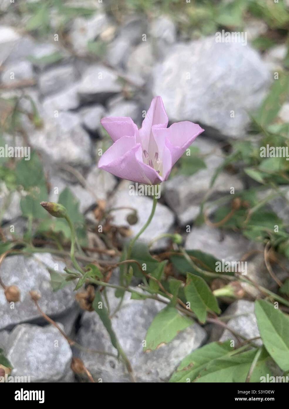 Pink astra hi-res stock photography and images - Alamy