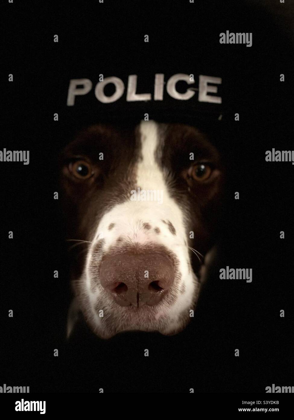 Dog handler police van hi-res stock photography and images - Alamy